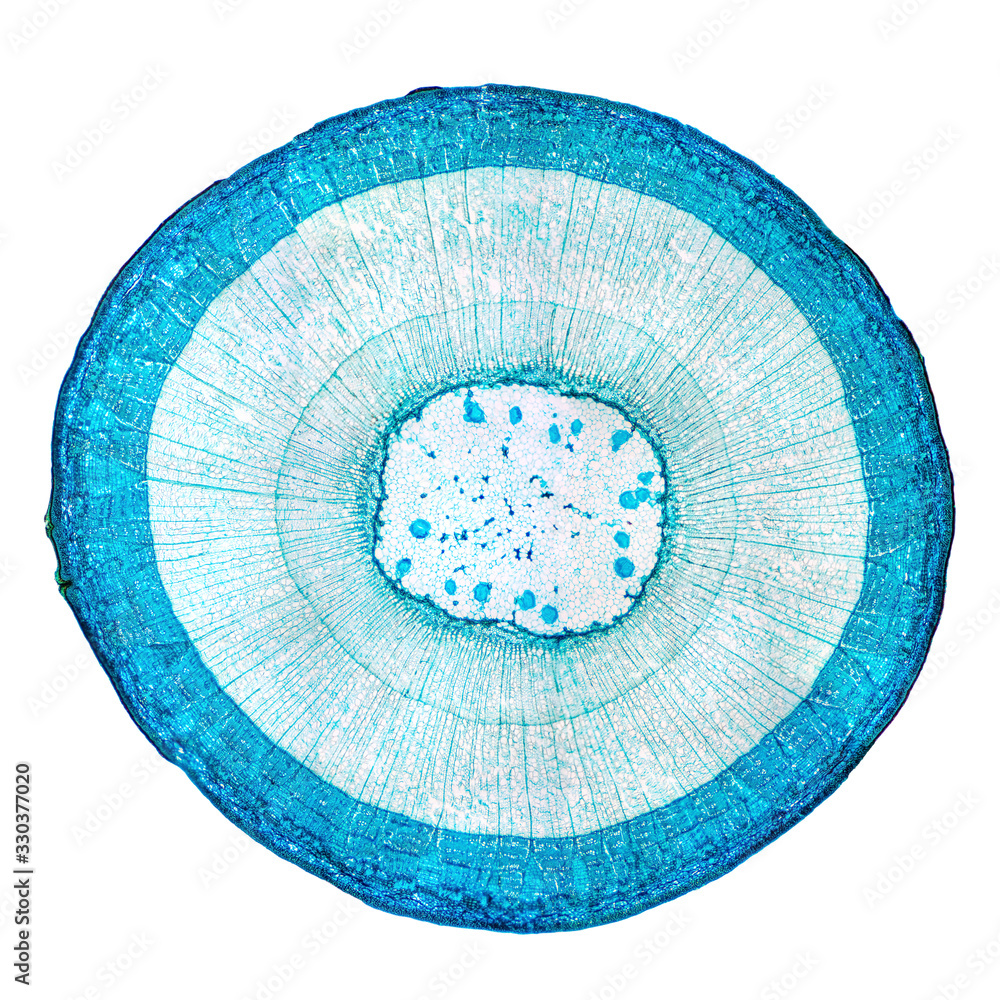 Cross Section Of Dicot And Monocot Stem