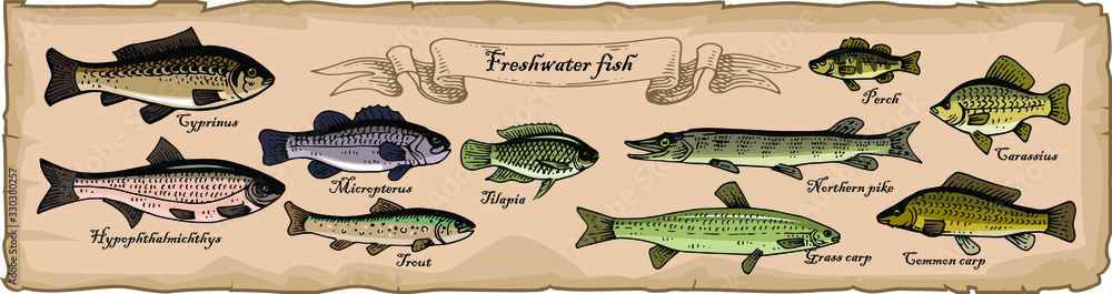 An old sheet of paper with a drawing of different types of freshwater ...