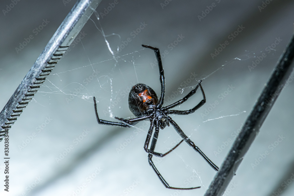 Dangerous Black Widow Spider Stock Photo | Adobe Stock