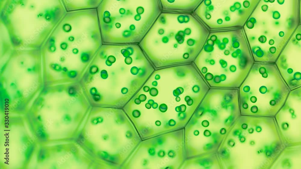 Generic green plant cells under a microscope. Seamless looping ...