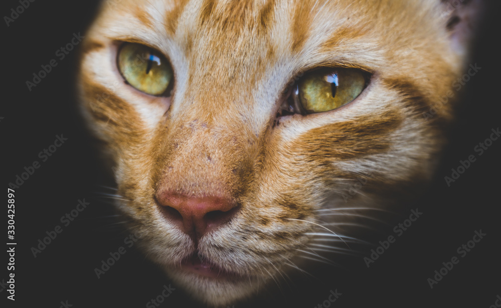 Indian billi breed also known as Indian common cat Stock Photo | Adobe ...