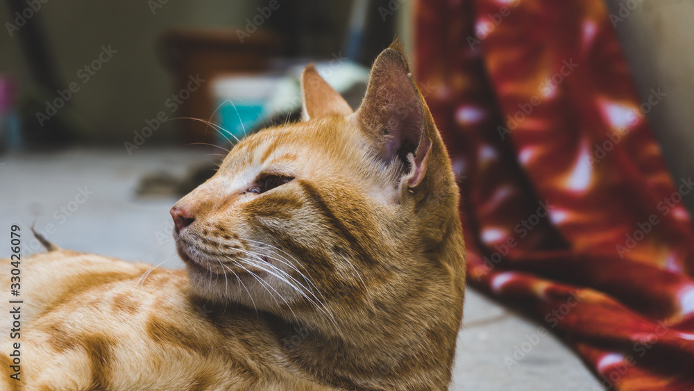 Indian billi breed also known as Indian common cat Stock Photo | Adobe ...