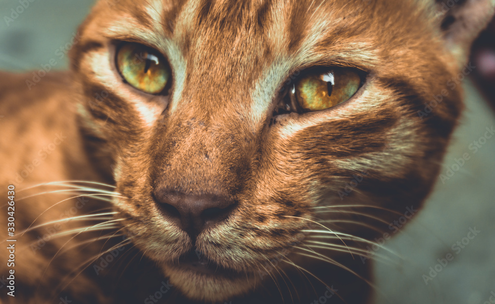 Indian billi breed also known as Indian common cat Stock Photo | Adobe ...