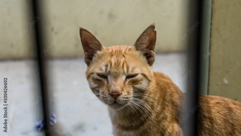 Indian billi breed also known as Indian common cat Stock Photo | Adobe ...
