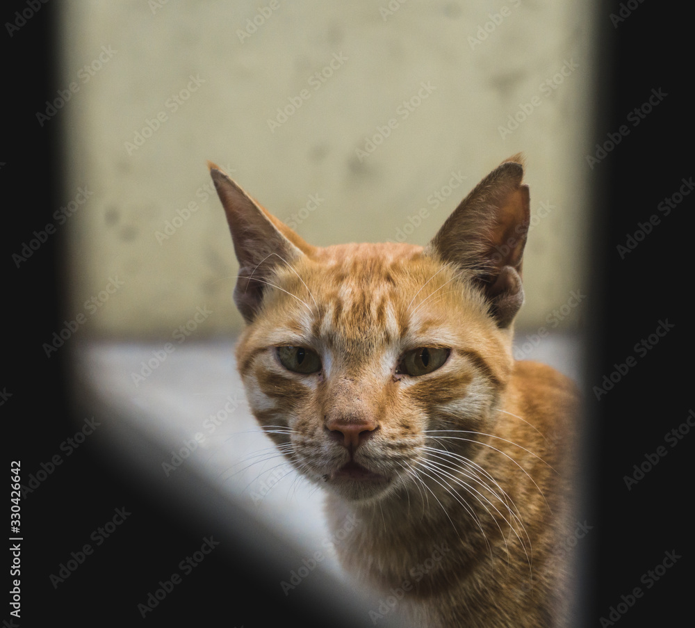 Indian billi breed also known as Indian common cat Stock Photo | Adobe ...