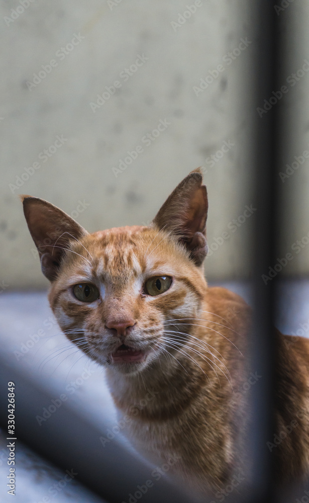 Indian billi breed also known as Indian common cat Stock Photo | Adobe ...