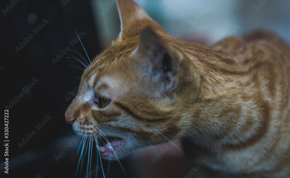 Indian billi breed also known as Indian common cat Stock-Foto | Adobe Stock