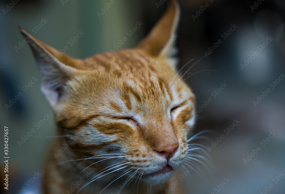 Foto de Indian billi breed also known as Indian common cat do Stock ...