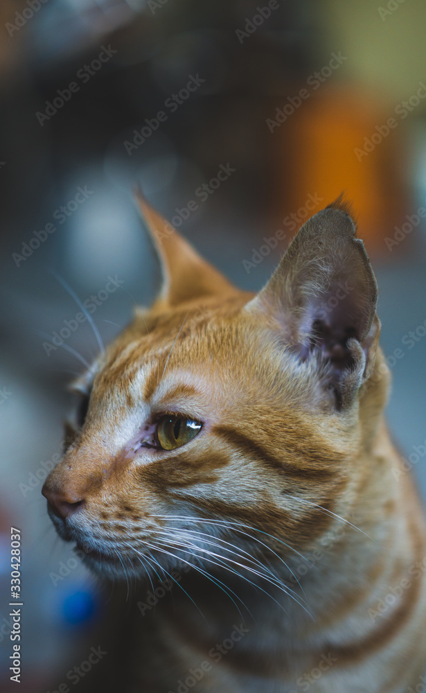 Foto de Indian billi breed also known as Indian common cat do Stock ...
