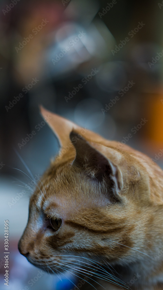 Indian billi breed also known as Indian common cat Stock Photo | Adobe ...