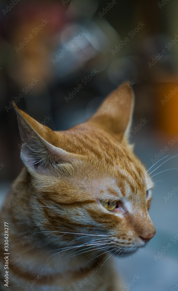 Indian billi breed also known as Indian common cat Stock Photo | Adobe ...