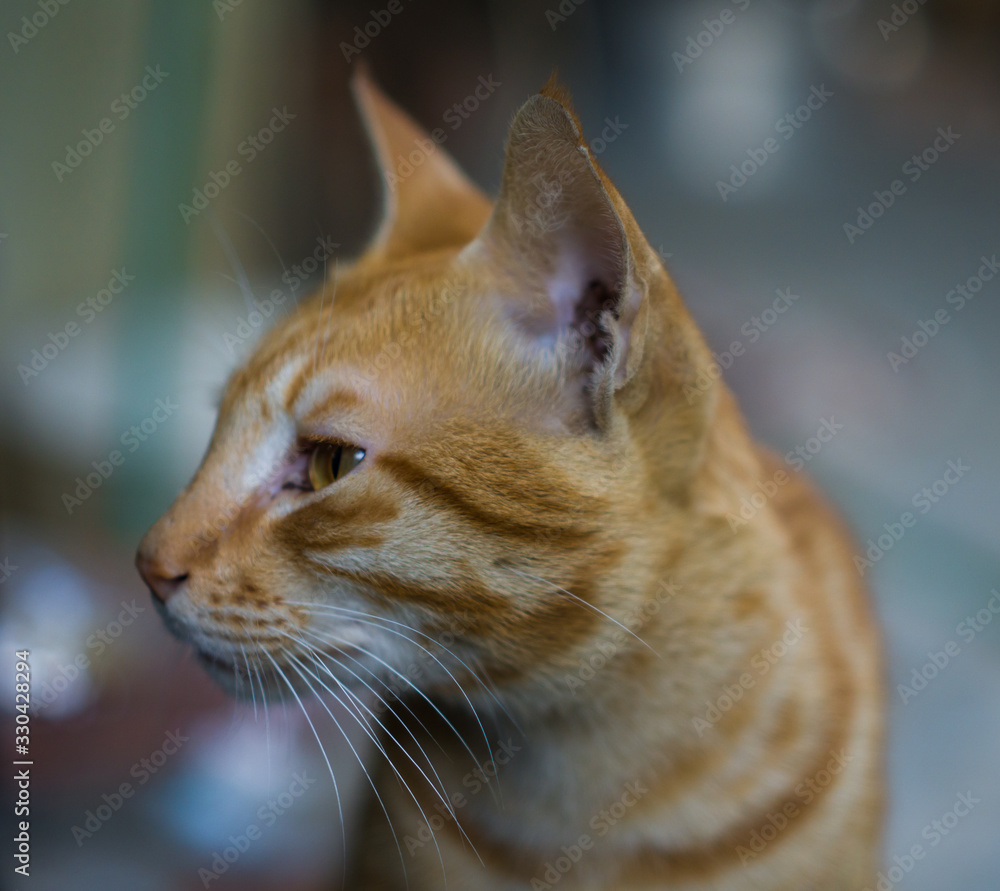 Indian billi breed also known as Indian common cat Photos | Adobe Stock