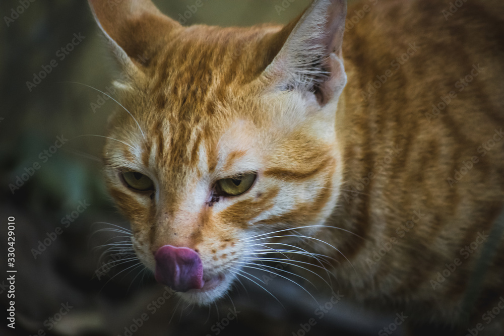 Indian billi breed also known as Indian common cat Stock Photo | Adobe ...
