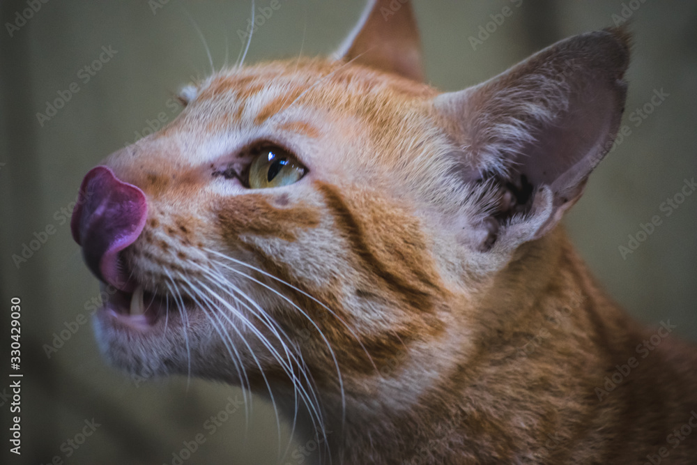 Indian billi breed also known as Indian common cat Stock Photo | Adobe ...