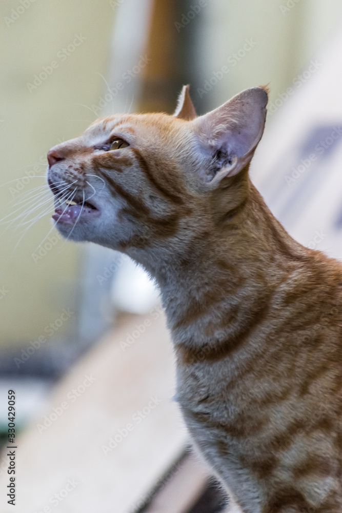 Indian billi breed also known as Indian common cat Stock Photo | Adobe ...