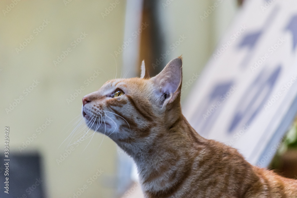 Indian billi breed also known as Indian common cat Stock Photo | Adobe ...