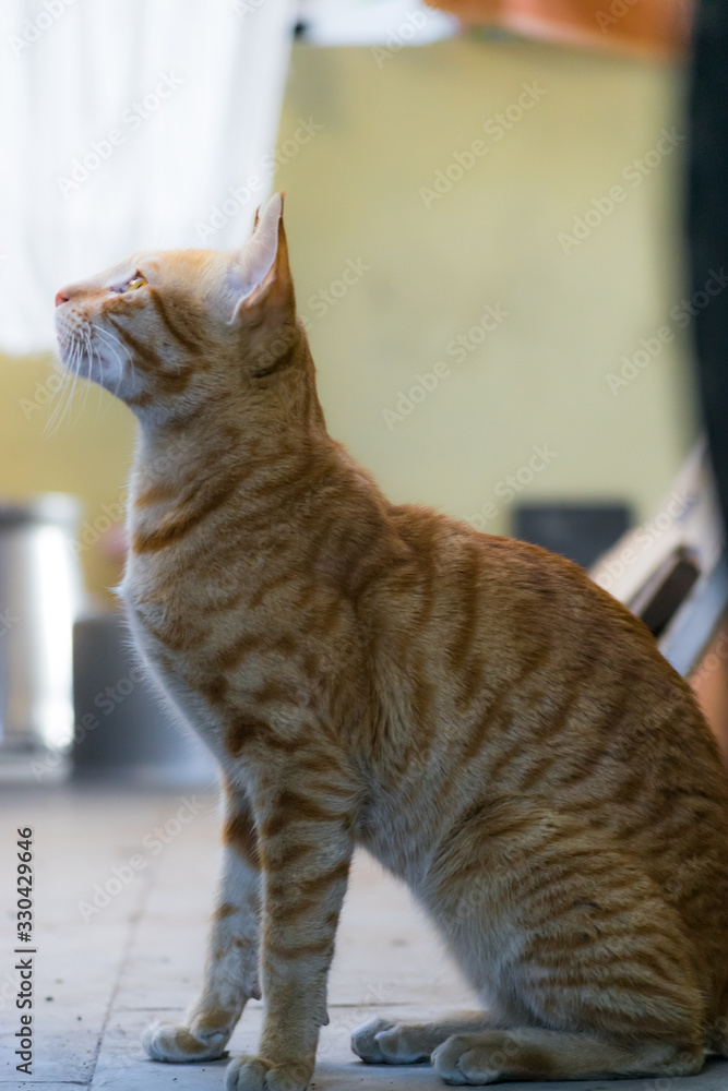 Indian billi breed also known as Indian common cat Stock Photo | Adobe ...