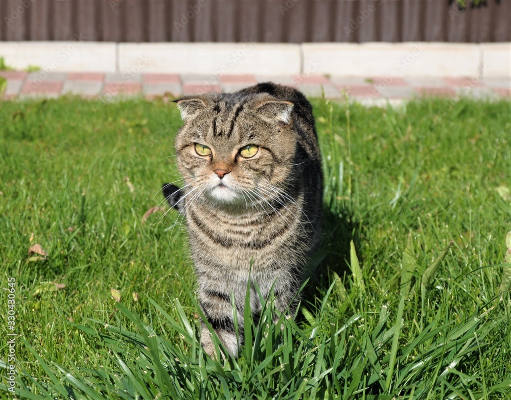 Cat Scottish breed walking on the green grass . Hd Wallpapers nature ...