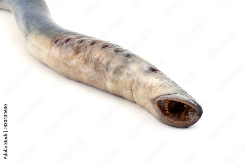 Lamprey fish. Vampire. It stick to another fishes and drink its blood ...