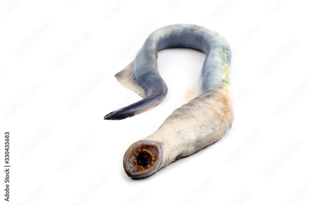 Lamprey fish. Vampire. It stick to another fishes and drink its blood ...