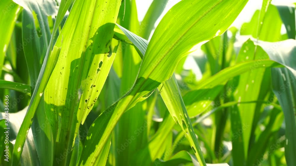 Corn damage by insect and pest, Corn damaged by fall armyworm ...