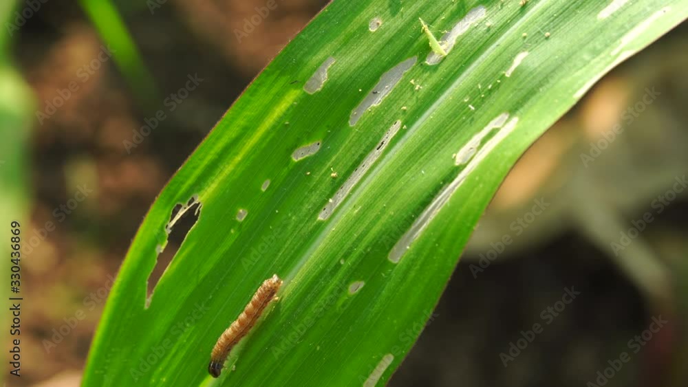 The fall armyworm (Spodoptera frugiperda) is a species in the order of ...