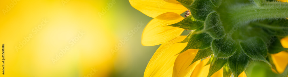 Nature of sun flower in garden using as cover page background natural ...