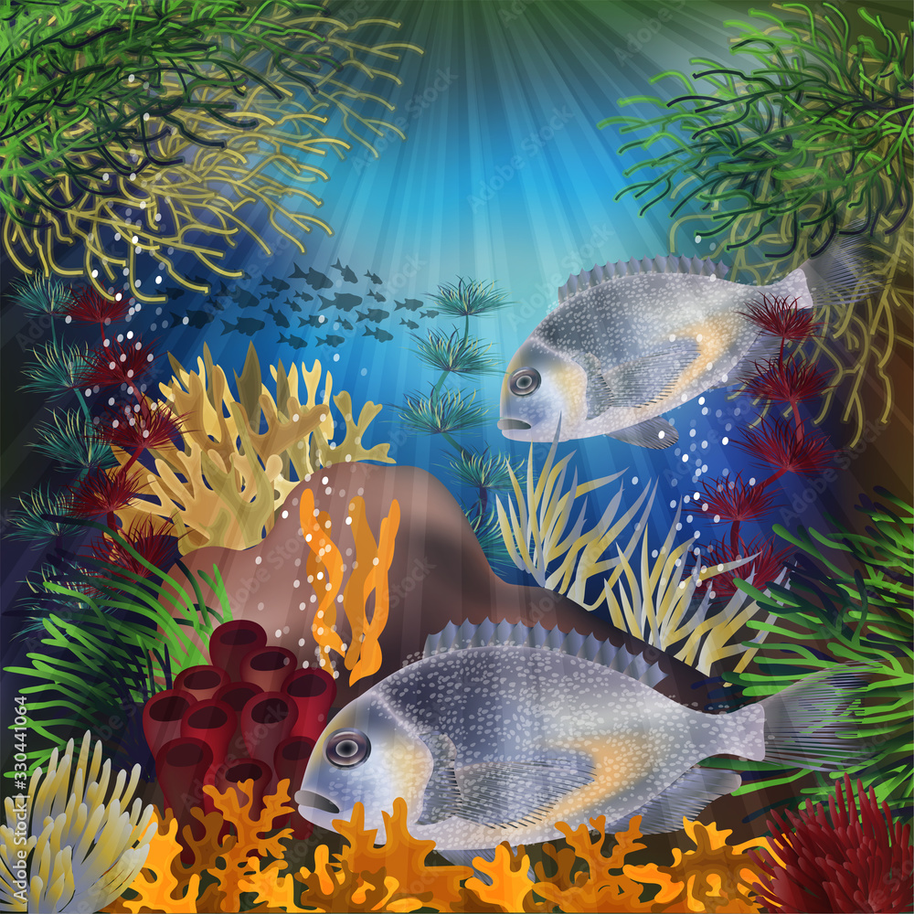 Underwater wallpaper with gilt-head bream fish, vector illustration ...
