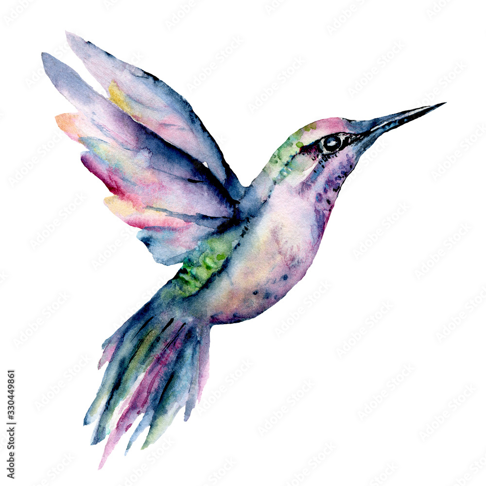 Flying hummingbird, watercolor illustration, tropical bird isolated on ...