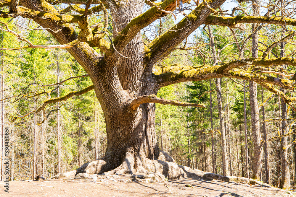 Paavola oak (Paavolan Tammi), old oak tree, Lohja, Finland Stock Photo ...