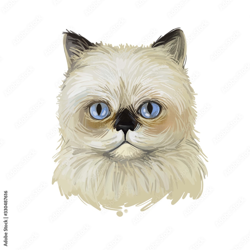 Colorpoint Persian cat isolated on white. Digital art illustration of ...