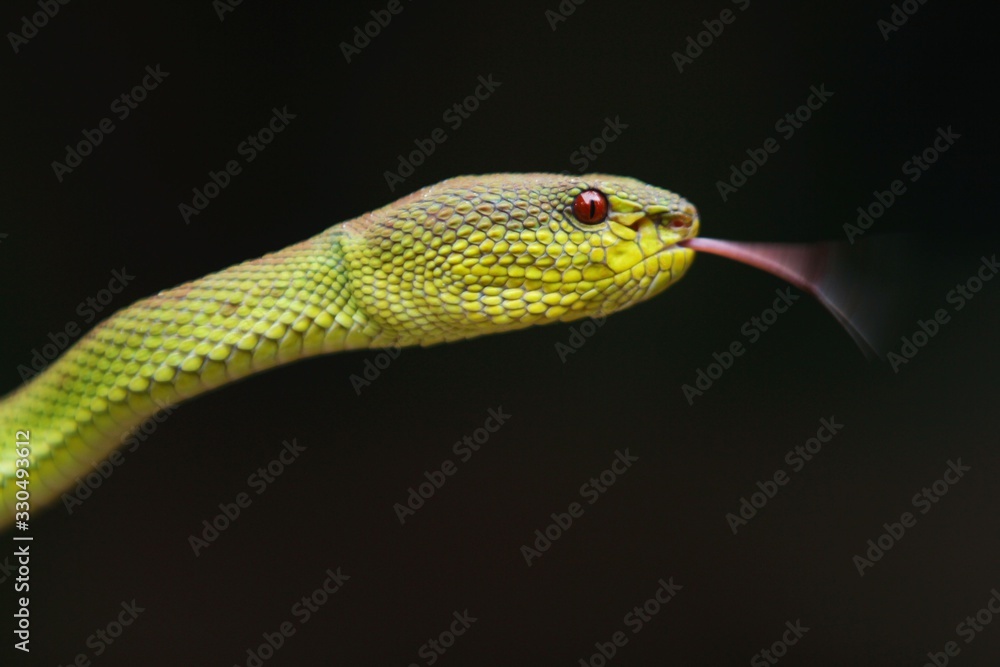mangrove pit viper is a venomous pit viper species native to India ...