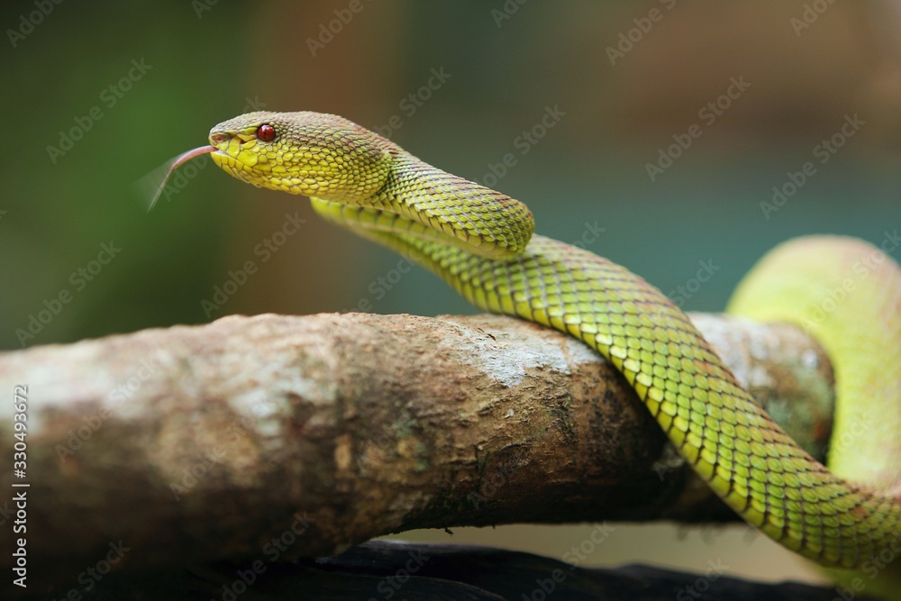 mangrove pit viper is a venomous pit viper species native to India ...