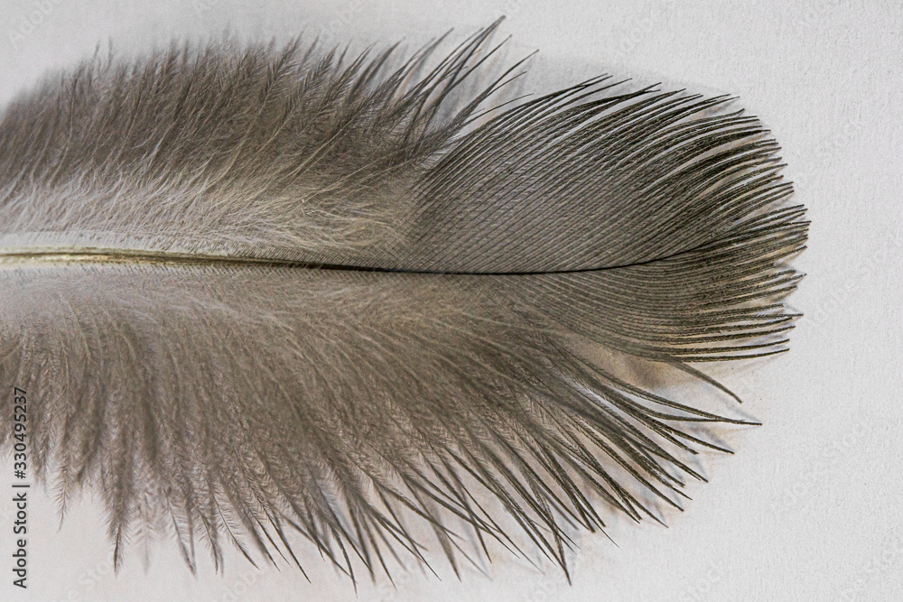 Feathers of a wild dove. Texture of feathers of a wild bird. Macro ...