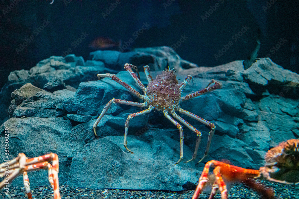 Japanese spider crab at Osaka Aquarium Kaiyukan, Japan Stock Photo ...
