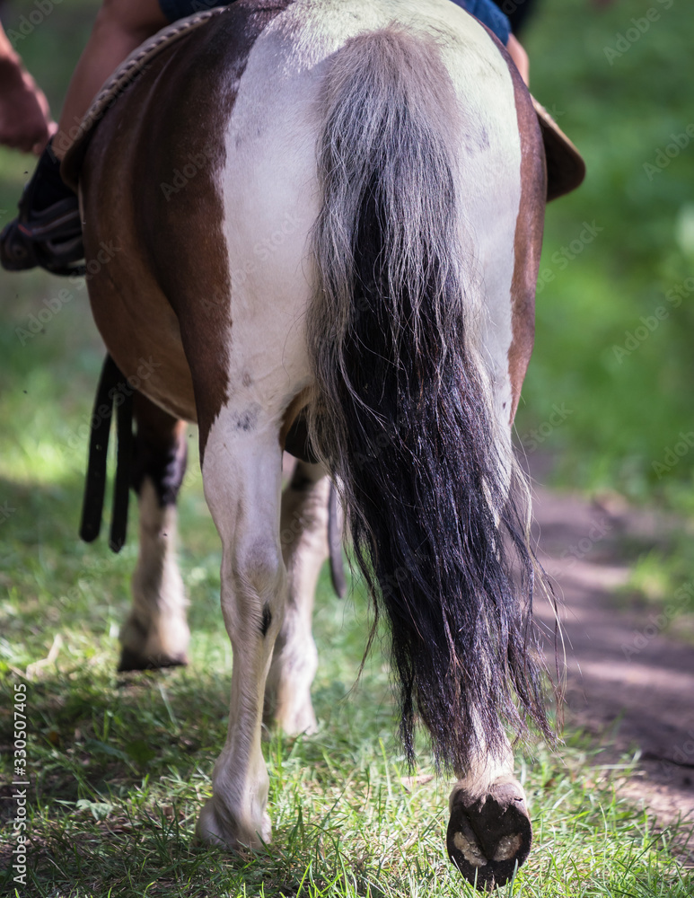 focus and sharpness on the horse's tail in close-up; outgoing horse ...