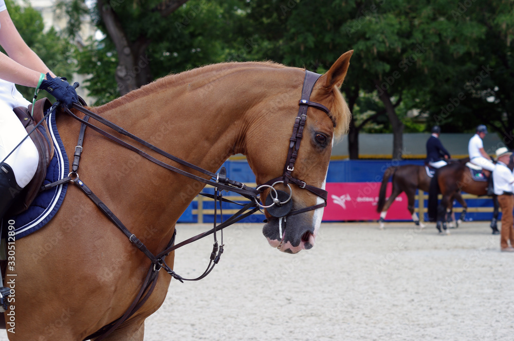 Foto de Portrait d'un cheval alezan monté pour la détente avant une ...