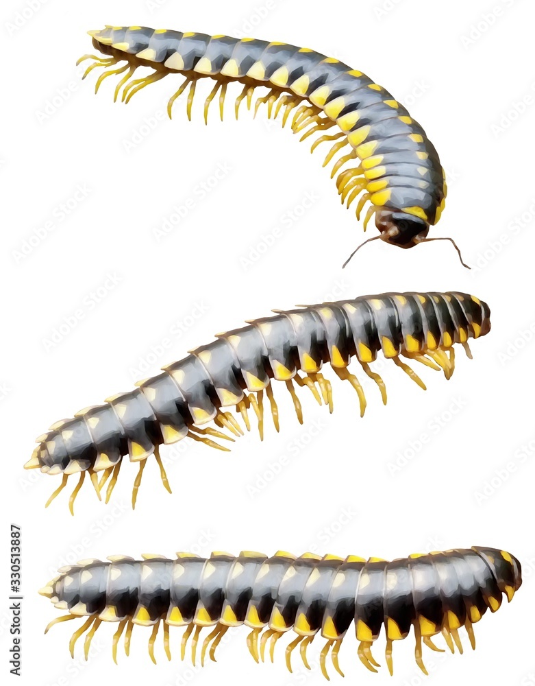 realistic centipede illustration on white background, black and yellow ...