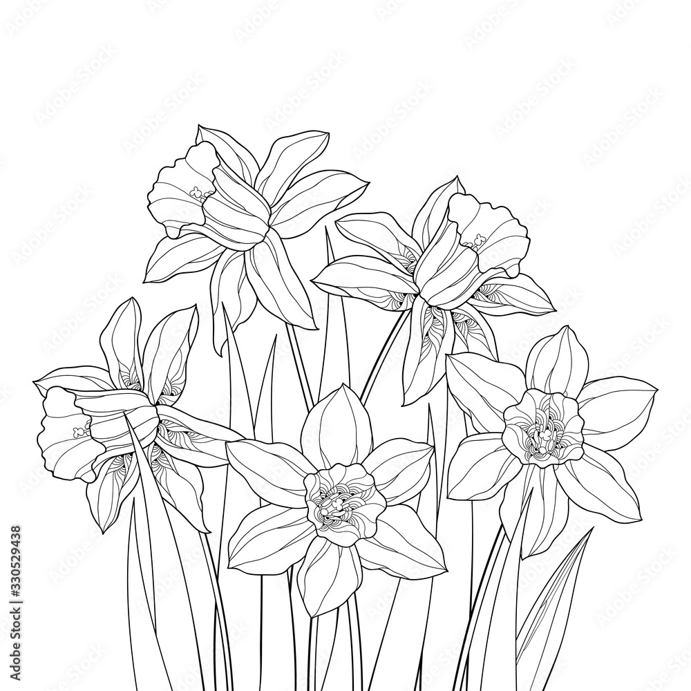 Daffodil Outline