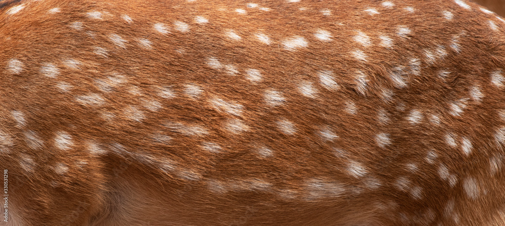 Deer skin pattern white spot in picture. Stock Photo | Adobe Stock