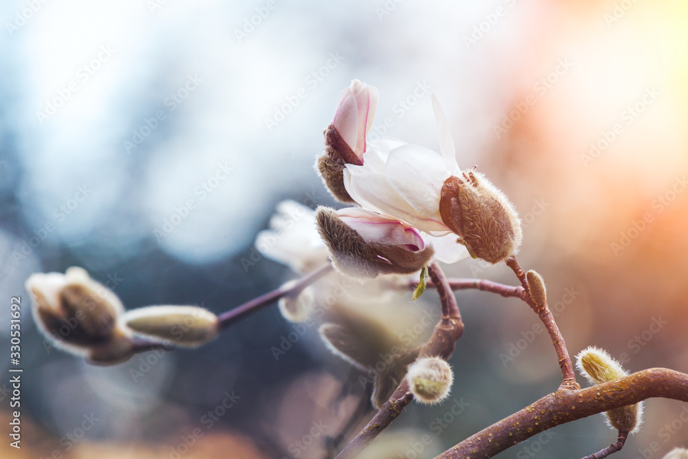 blooming white magnolia tree over nature background, fresh spring ...