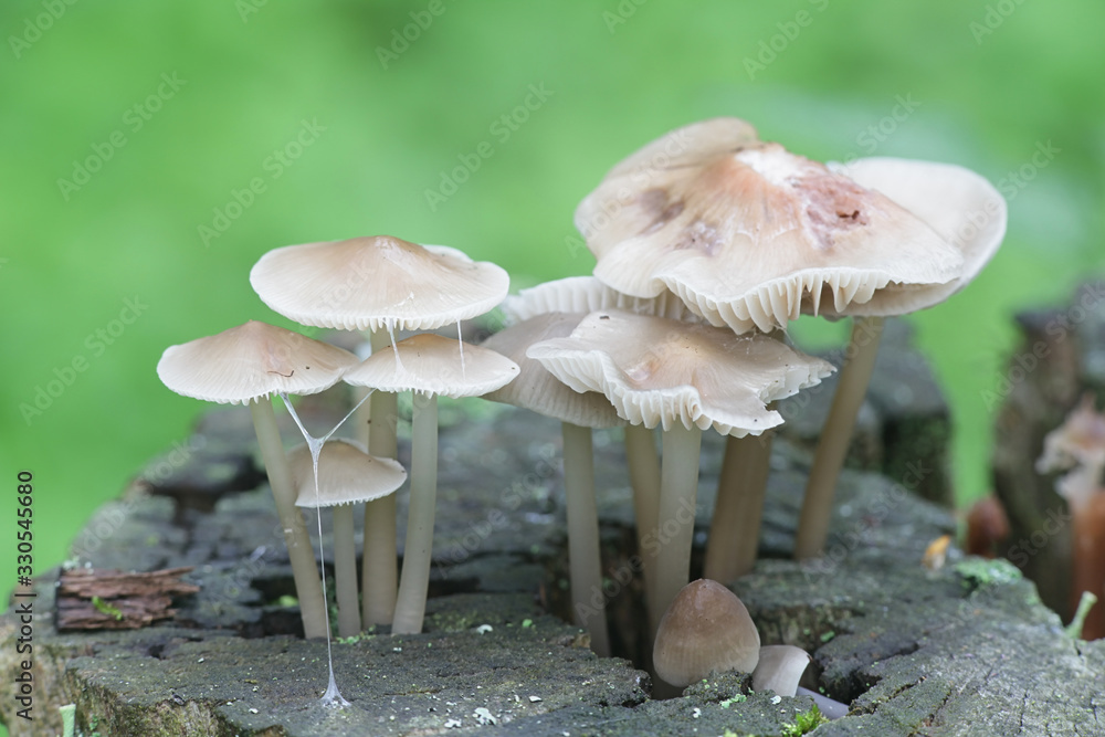 Mycena galericulata, known as the common bonnet, the toque mycena, or ...