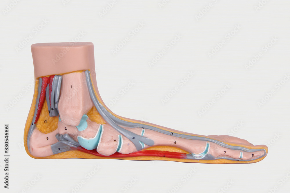 3D foot model isolated on white background. Blood circulation system ...