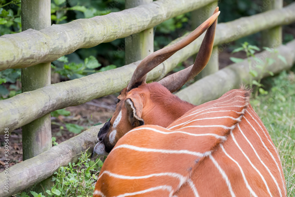 Eastern Bongo (Tragelaphus eurycerus isaaci) Stock Photo | Adobe Stock