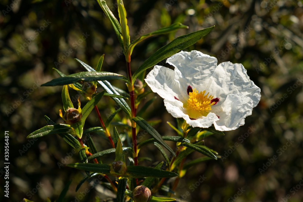 Flor de jara pringosa, Cistus ladanifer Stock Photo | Adobe Stock