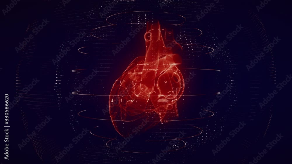 Anatomically correct red digital human heart seamless loop. Futuristic ...