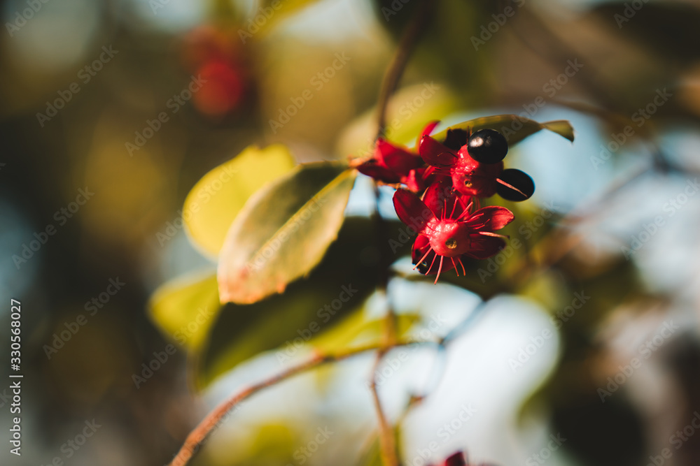 Fantastic South African Exotic Flowers: Red Small Leaved Plane ...