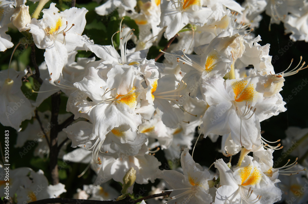 Foto de Rhododendron luteum schneegold honeysuckle azalea white flowers ...