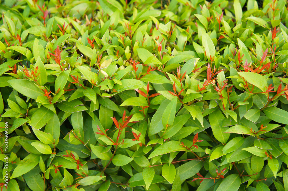 Syzygium paniculatum or bunga pucuk merah green plant background Stock ...