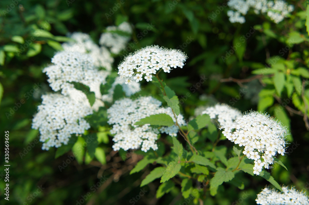 shrub of spiraea japonica albiflora with white flowers Stock Photo ...